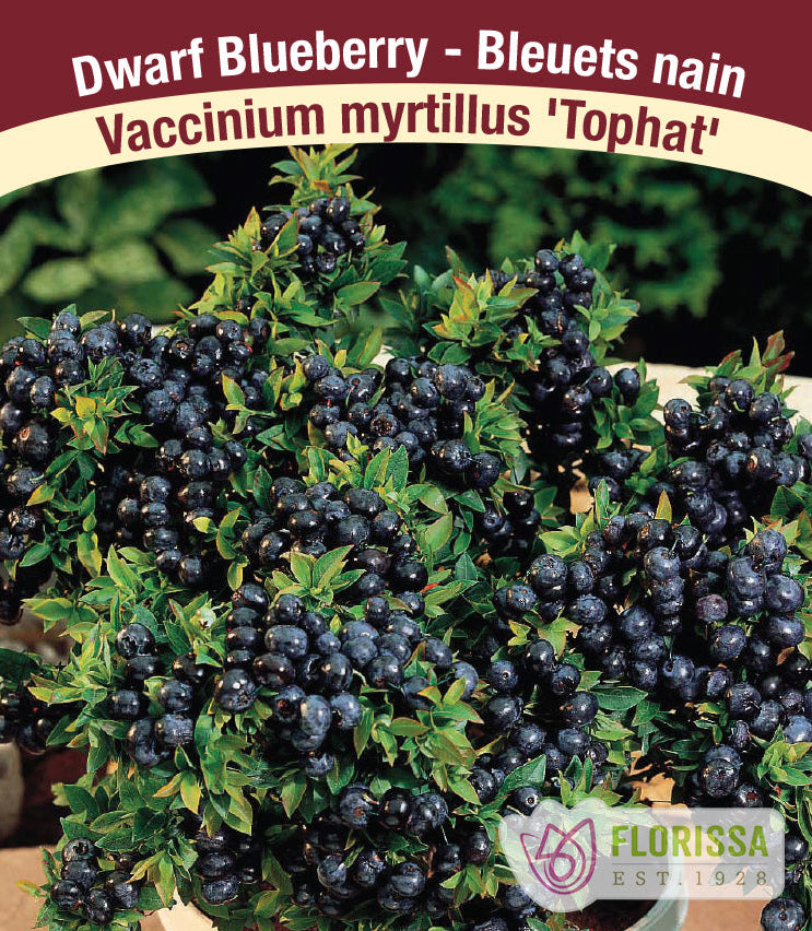 Blueberry | Top Hat | Dwarf Shrub | 1 Gallon Pot – Wildwood Outdoor Living
