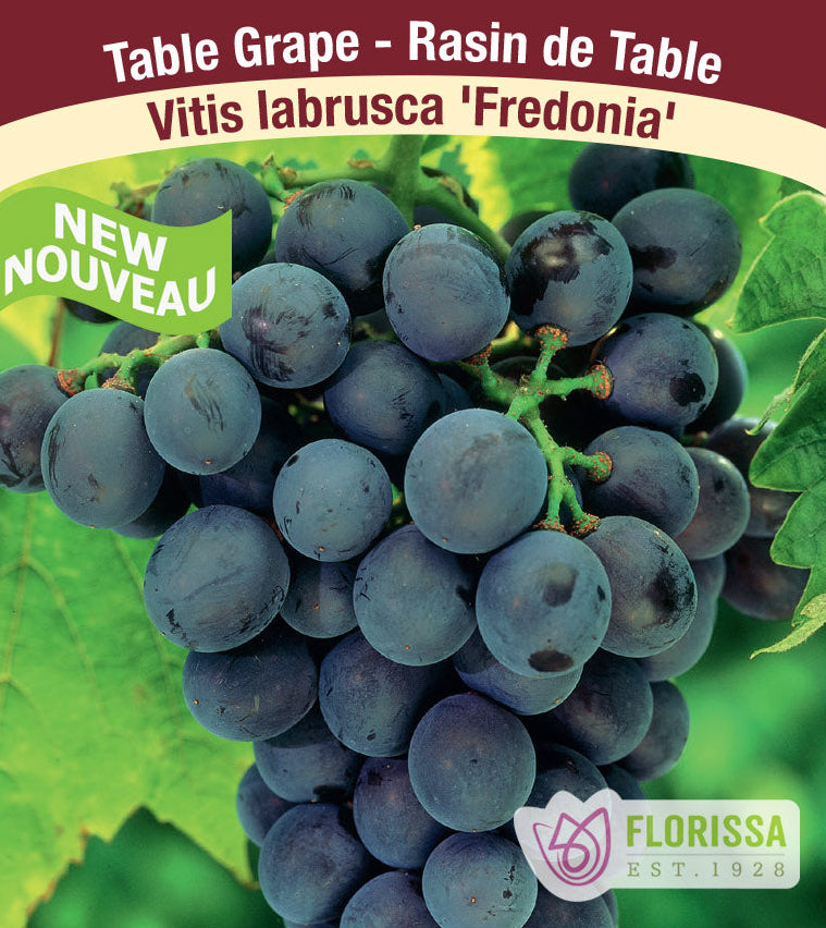 Grape | Fredonia | 2 Yr Old Grape Vine – Wildwood Outdoor Living