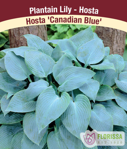 Hosta Plants | Largest Selection in Canada | Wildwood Express ...