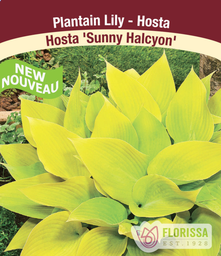 Hosta | Sunny Halcyon, 1 Pack – Wildwood Outdoor Living