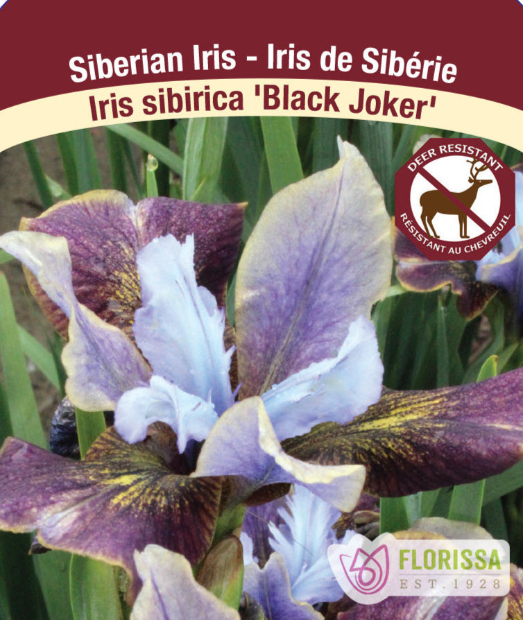 Iris Bulbs | Top Quality, Best Selection | Canada-Wide Shipping ...