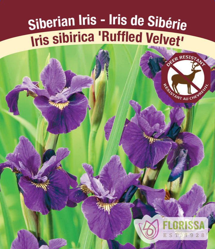 Iris Bulbs | Top Quality, Best Selection | Canada-Wide Shipping ...