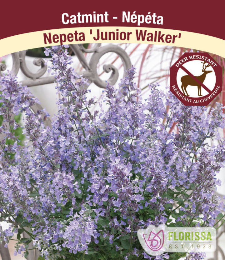 Nepeta | Catmint | Junior Walker, 1 Pack – Wildwood Outdoor Living