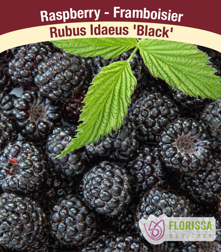 Raspberry | Black | Summer Bearing | 1 Gallon Pot – Wildwood Outdoor Living