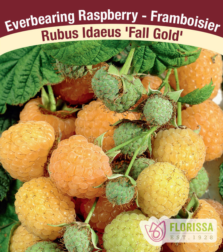 Raspberry | Fall Gold | Everbearing | 1 Gallon Pot – Wildwood Outdoor ...