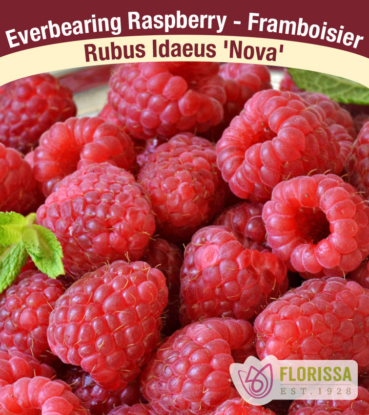 Raspberry | Nova | Everbearing | 1 Gallon Pot – Wildwood Outdoor Living