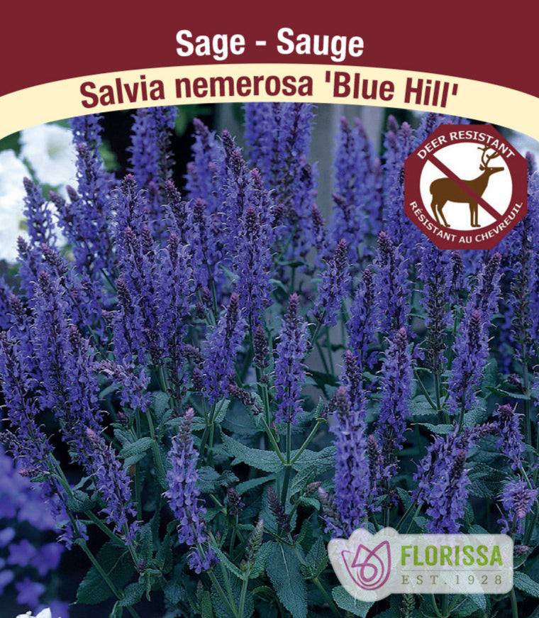 Salvia nemorosa | Blue Hill, 1 Pack – Wildwood Outdoor Living