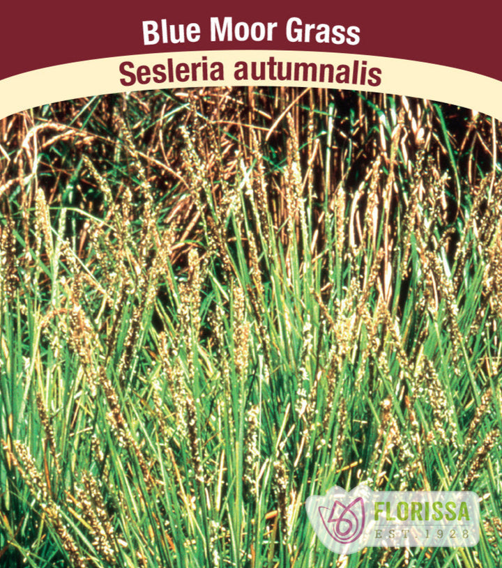 Sesleria autumnalis | Autumn Moor Grass, 1 Pack – Wildwood Outdoor Living