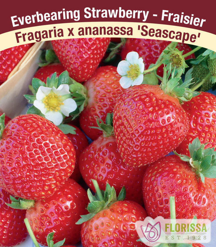 Strawberry Plants | Canadian Grown, Great Selection – Wildwood Outdoor ...