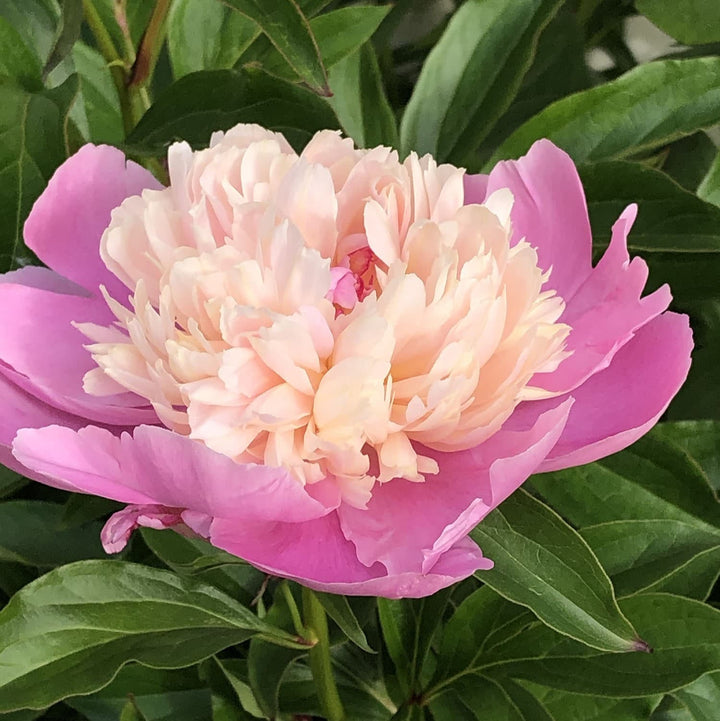 Peony Bulbs | Top Quality, Best Selection | Canada-Wide Shipping ...