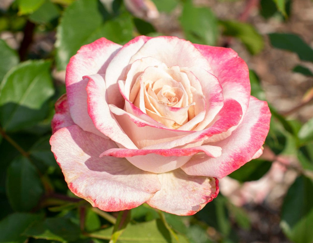 Pinkerbelle™ - Star Roses and Plants – Wildwood Outdoor Living