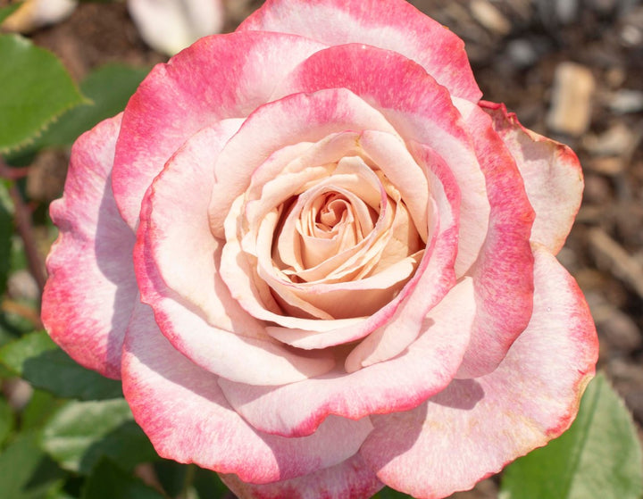 Roses | Over 450 Varieties | Canada-Wide Shipping – Page 10 – Wildwood ...