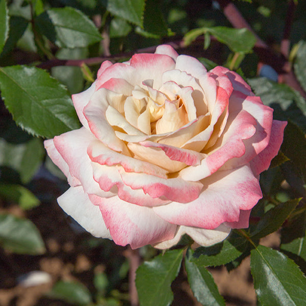 Pinkerbelle™ - Star Roses and Plants – Wildwood Outdoor Living