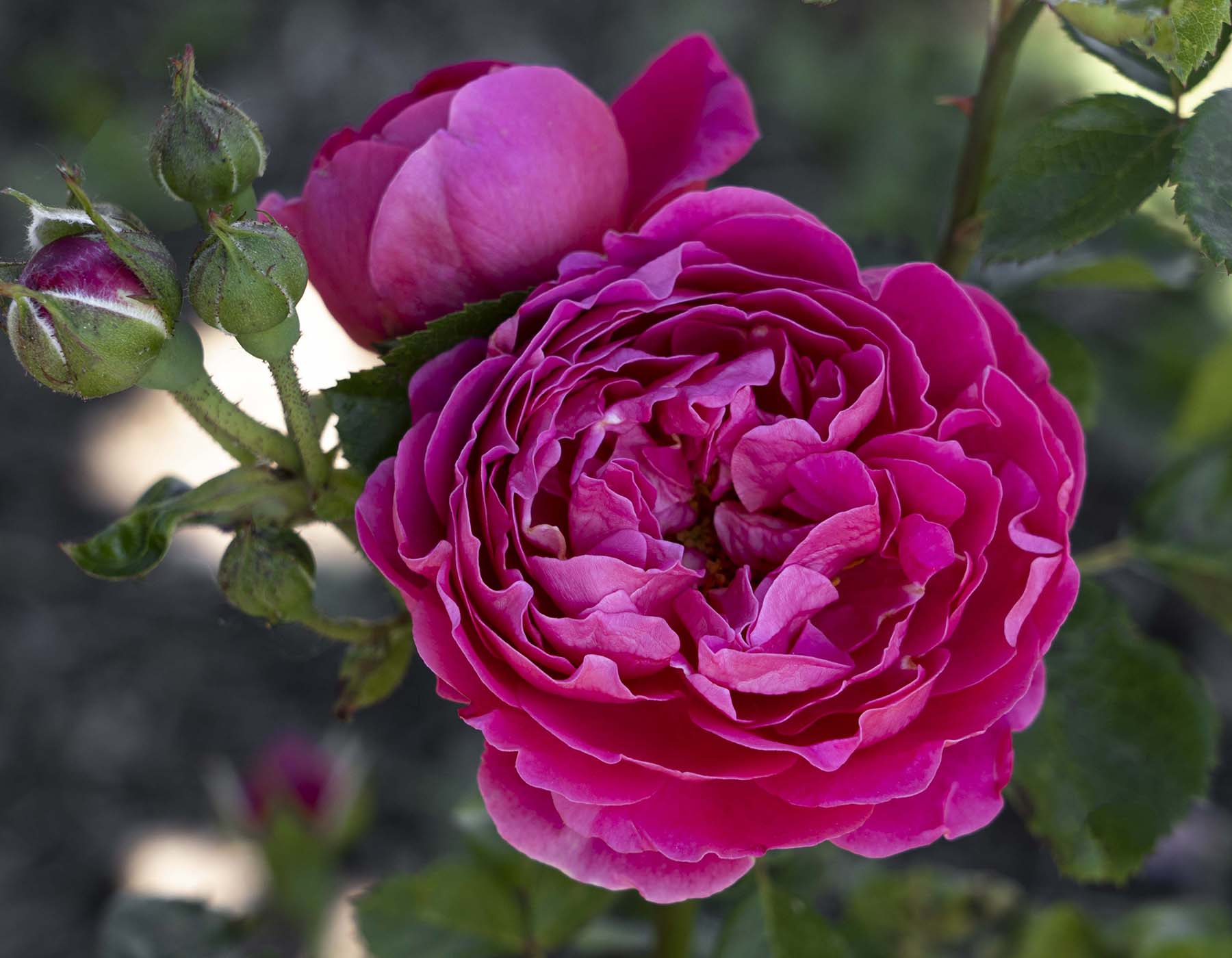 PowerPuff Pink® - Star Roses and Plants – Wildwood Outdoor Living