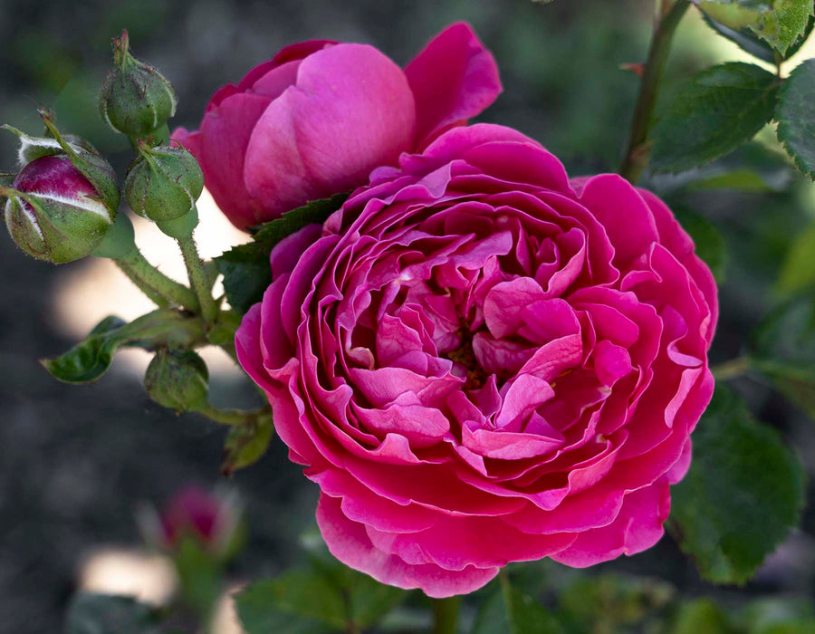 Roses | Over 450 Varieties | Canada-Wide Shipping – Page 6 – Wildwood ...