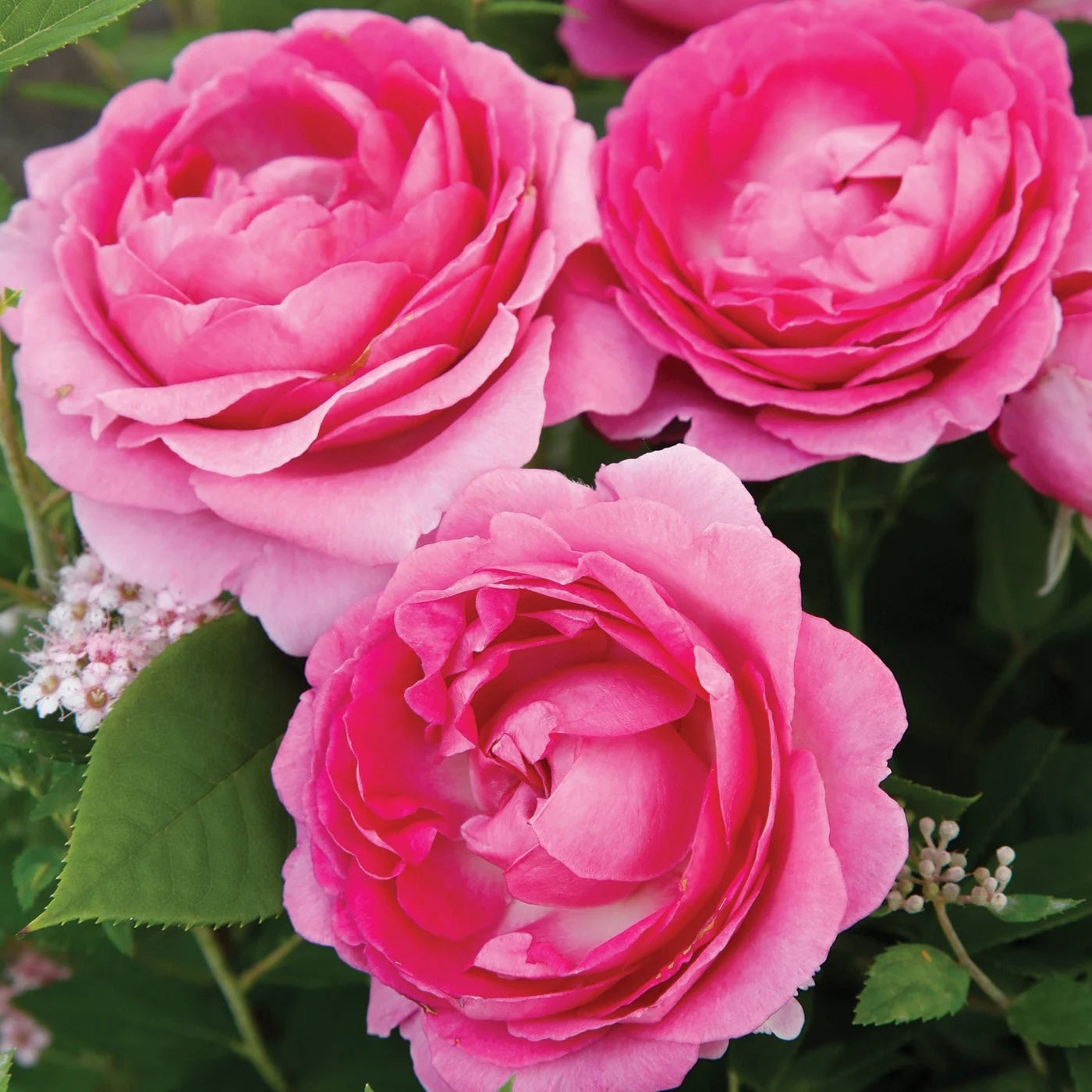 Raspberry Cupcake™ - Kordes® Roses – Wildwood Outdoor Living