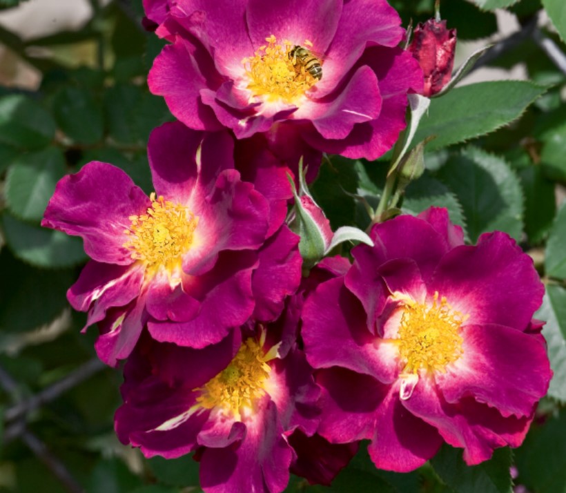 Roses | Over 450 Varieties | Canada-Wide Shipping – Page 6 – Wildwood ...