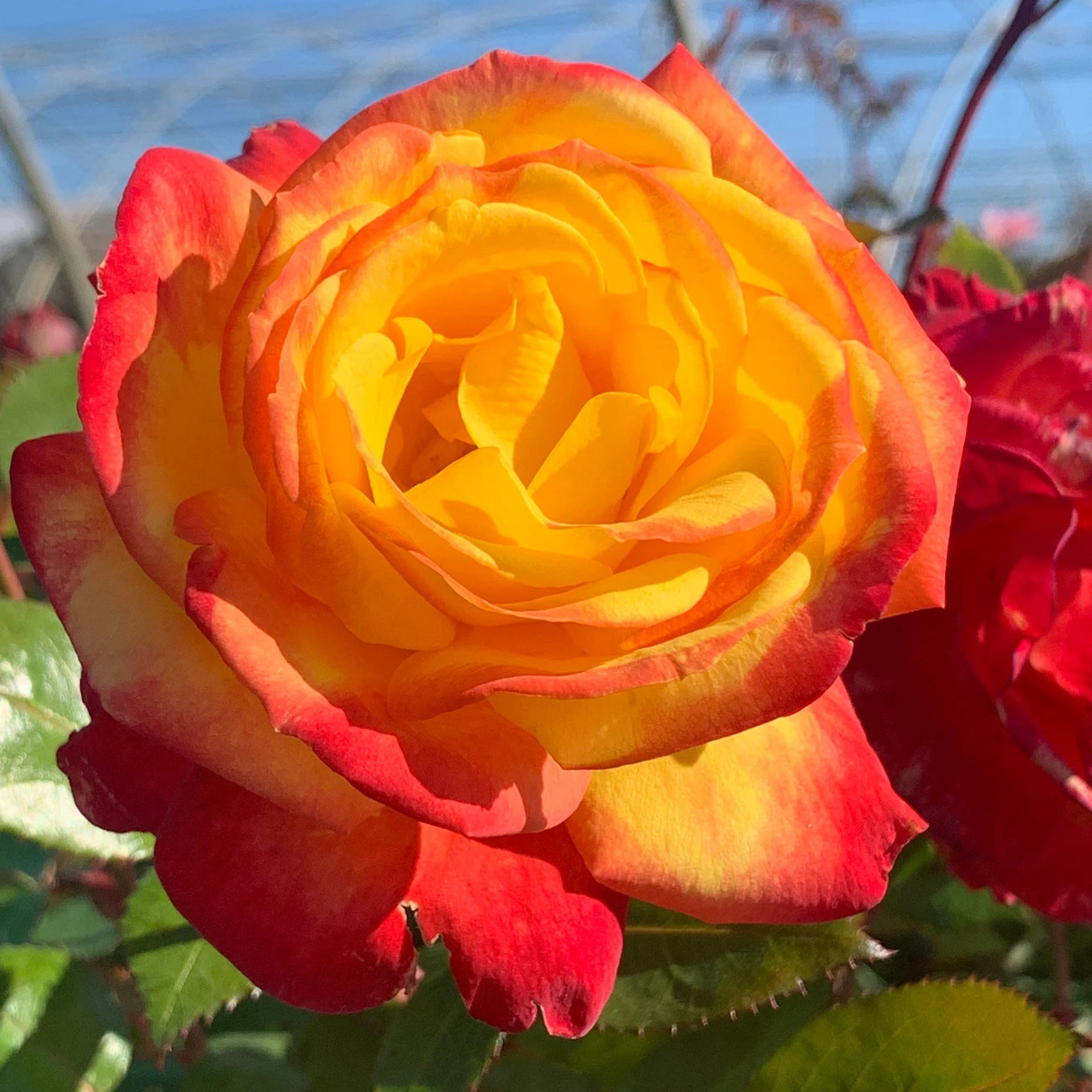 Sunbelt® Garden Flame™ - Kordes® Roses – Wildwood Outdoor Living