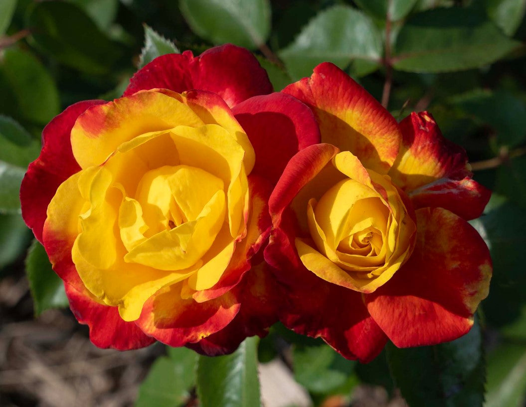 Yellow Red Flamed Rose XL Premium Preserved Roses Orange Flame 6