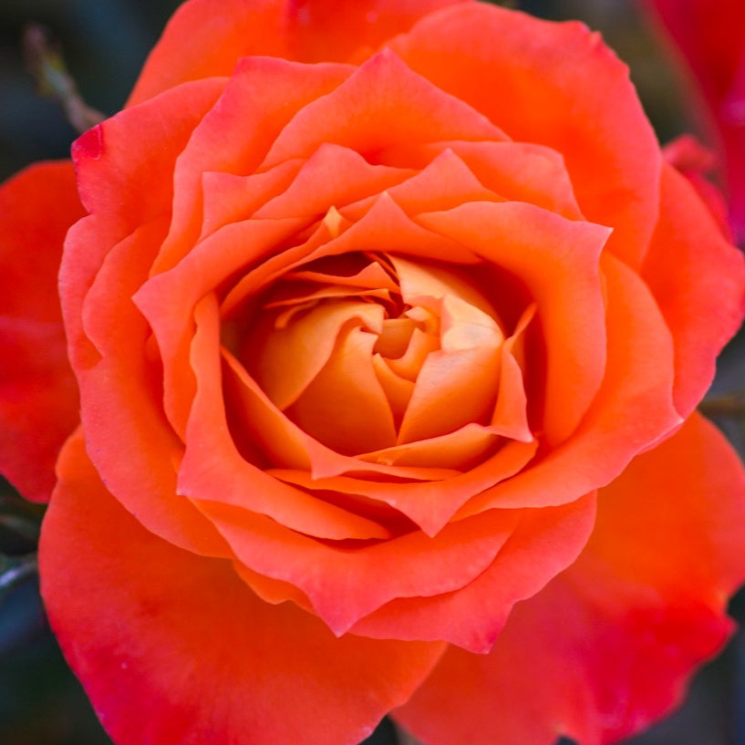 Mandarin Sunblaze - Star Roses and Plants – Wildwood Outdoor Living