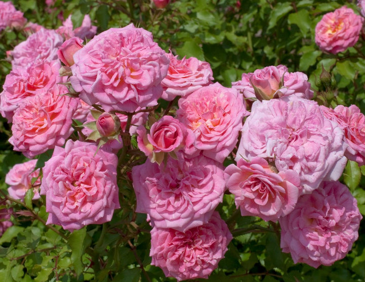 Roses | Over 450 Varieties | Canada-Wide Shipping – Wildwood Outdoor Living