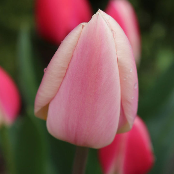 Tulip Bulbs | Best Selection, Top Quality | Canada-Wide Shipping ...