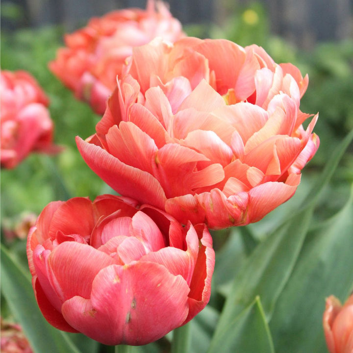 Tulip | Double Early Tulip | Copper Image | Fall Planting Bulb ...