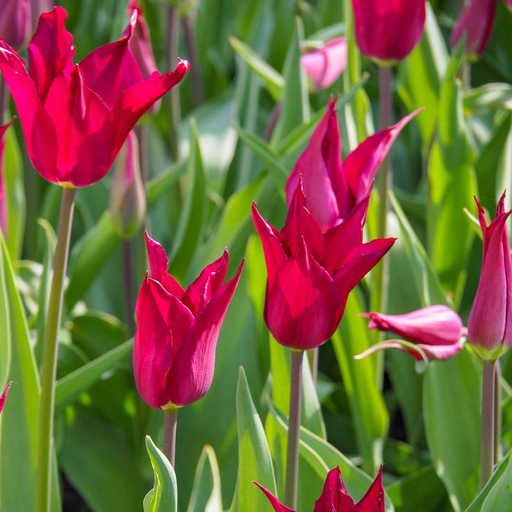 Tulip Bulbs | Best Selection, Top Quality | Canada-Wide Shipping – Wildwood Outdoor Living