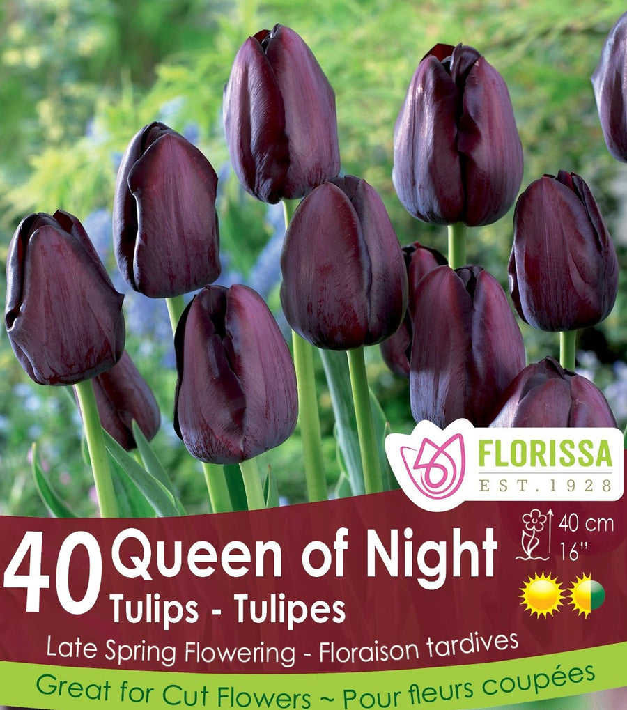 Tulip Bulbs | Best Selection, Top Quality | Canada-Wide Shipping – Wildwood Outdoor Living