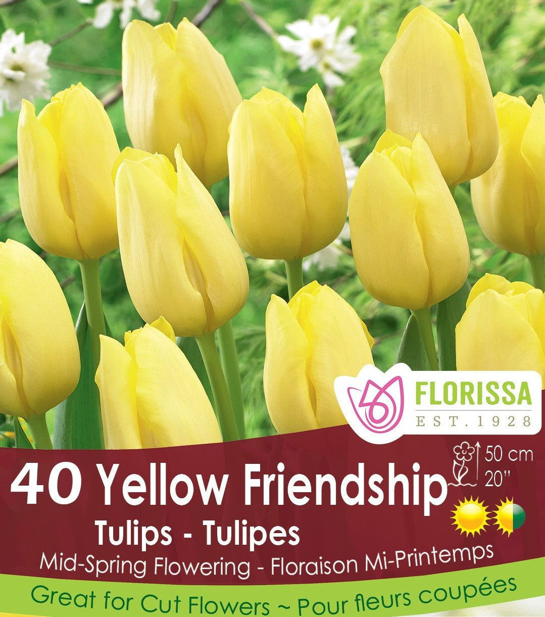 Tulip | Yellow Friendship | Fall Planting Bulb – Wildwood Outdoor Living