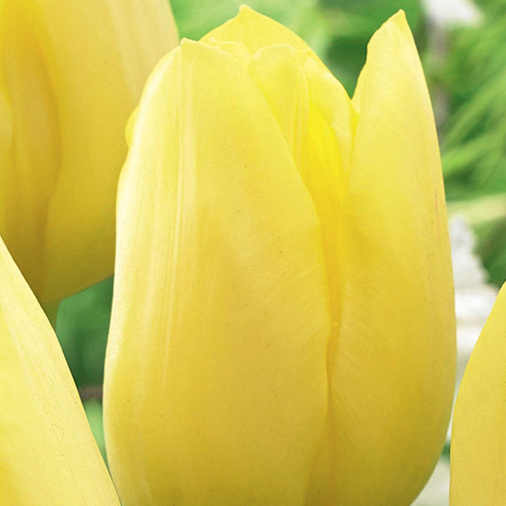 Tulip Bulbs | Best Selection, Top Quality | Canada-Wide Shipping – Wildwood Outdoor Living