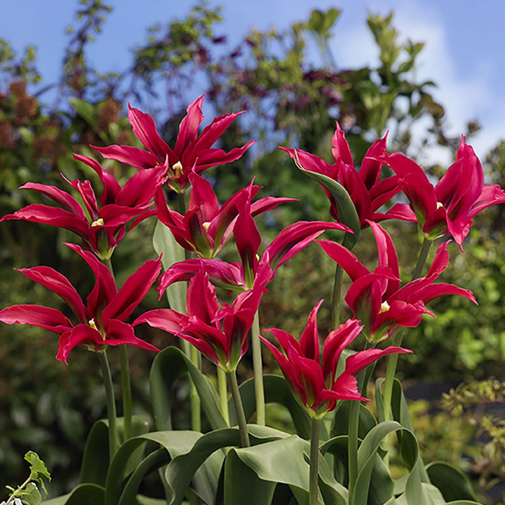 Tulip Bulbs | Best Selection, Top Quality | Canada-Wide Shipping – Wildwood Outdoor Living