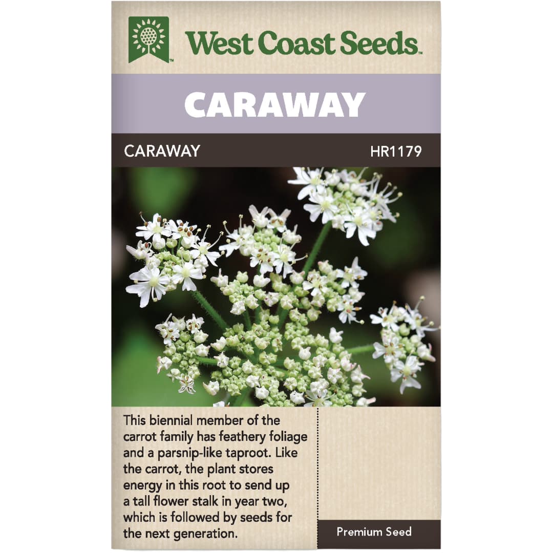 Caraway - West Coast Seeds – Wildwood Outdoor Living