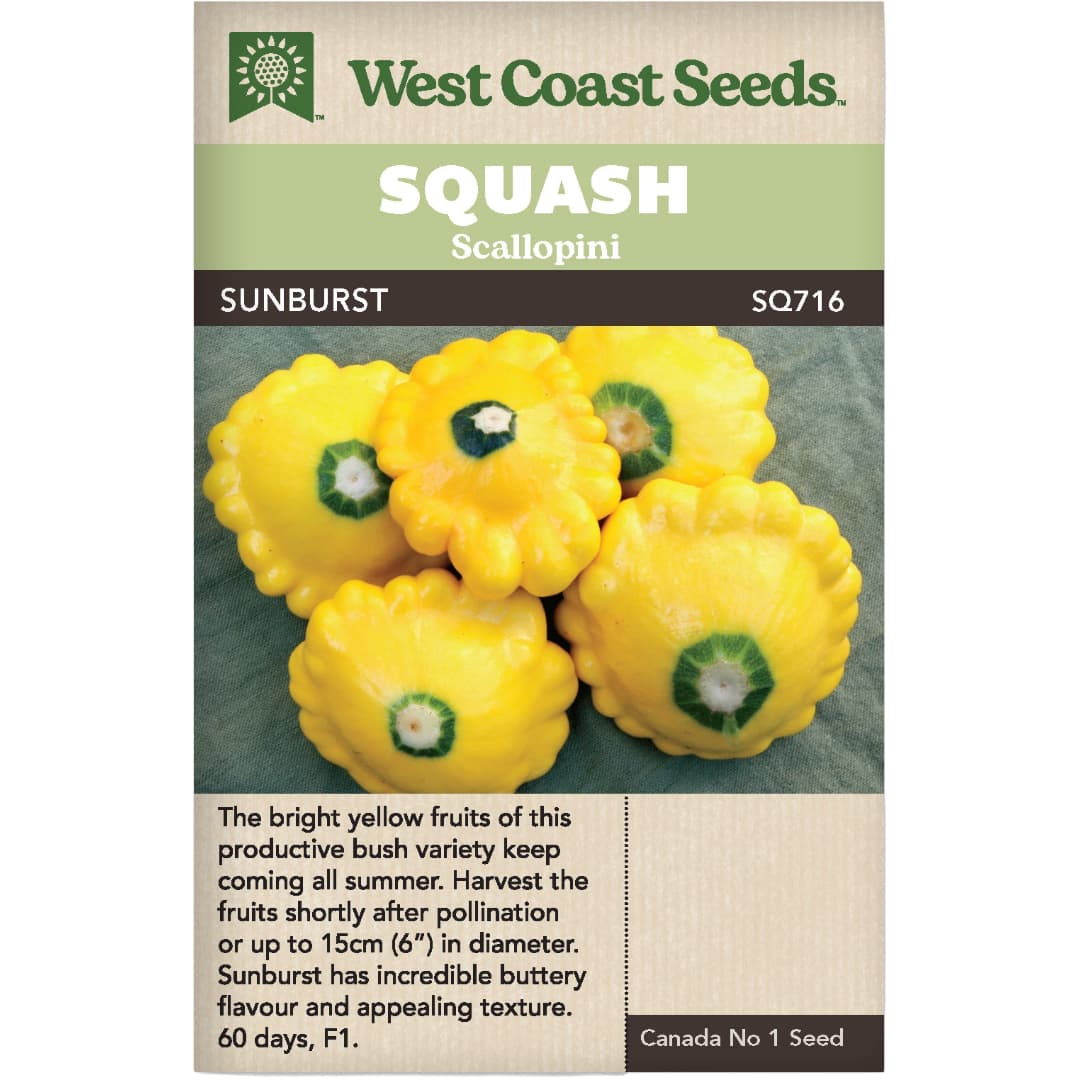 Squash Scallopini Sunburst - West Coast Seeds – Wildwood Outdoor Living