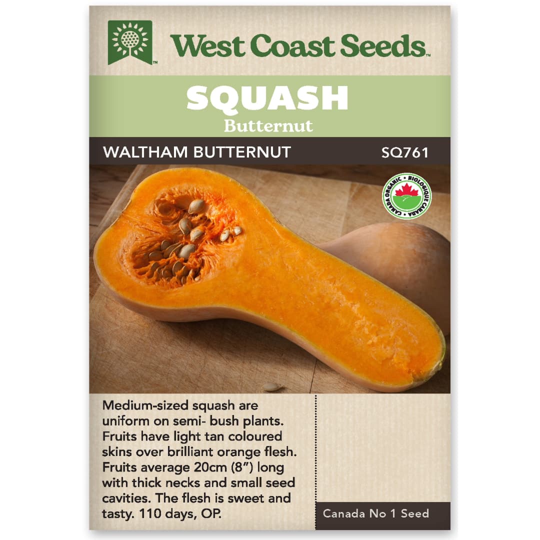 Organic Squash Waltham Butternut - West Coast Seeds – Wildwood Outdoor ...