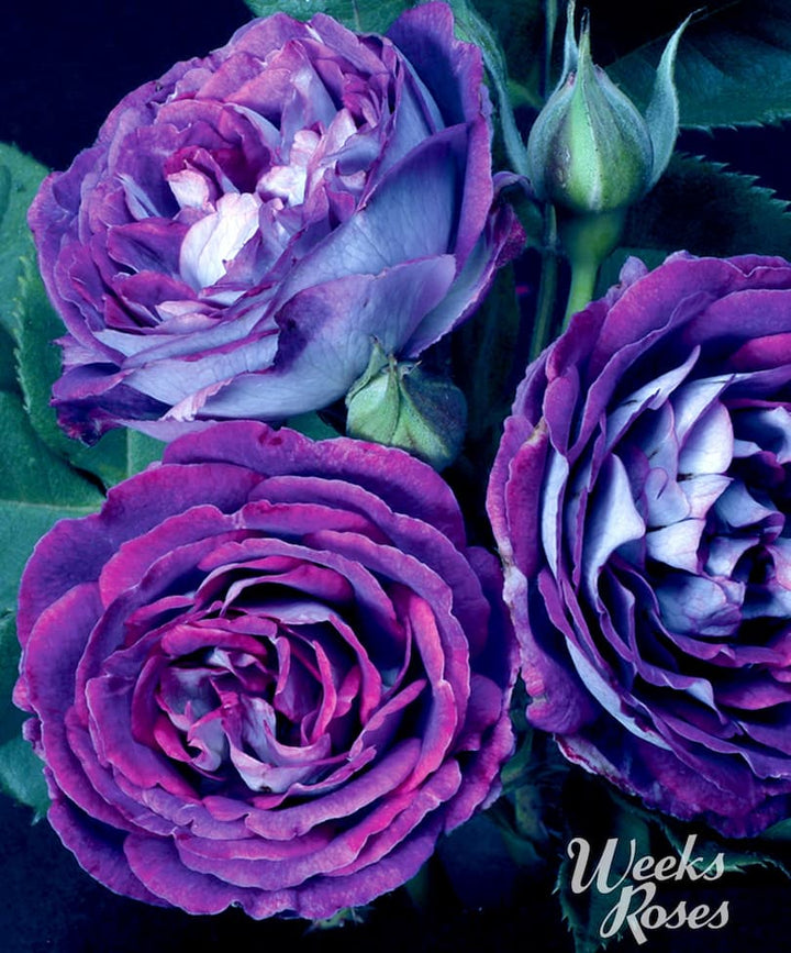 Roses | Over 450 Varieties | Canada-Wide Shipping – Page 2 – Wildwood ...