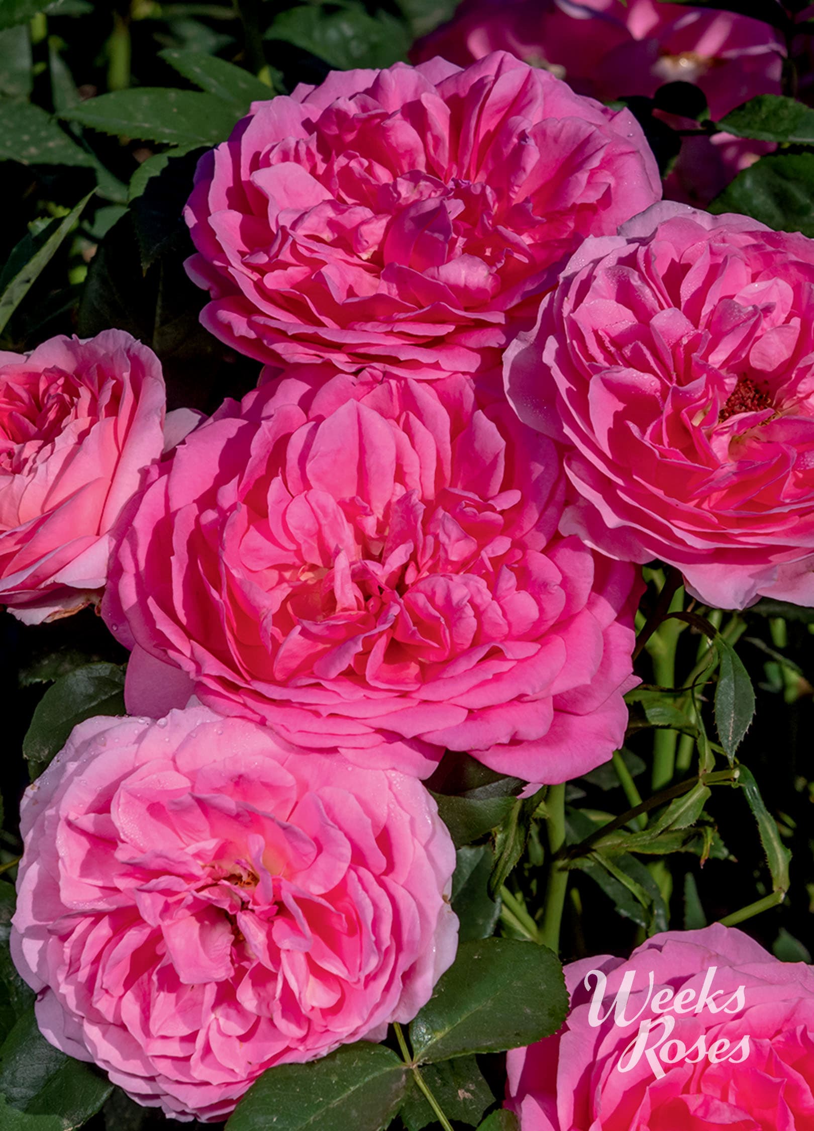 Miss Manners - Weeks Rose – Wildwood Outdoor Living