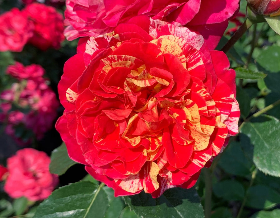 Roses | Over 450 Varieties | Canada-Wide Shipping – Page 6 – Wildwood ...