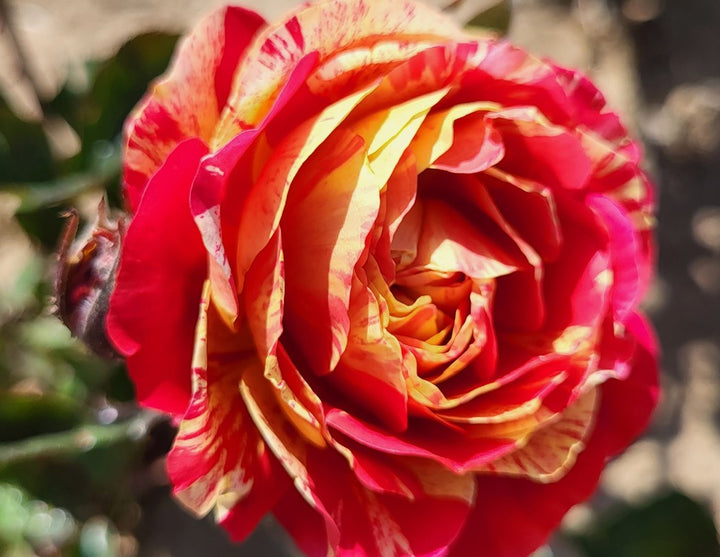 Roses | Over 450 Varieties | Canada-Wide Shipping – Page 6 – Wildwood ...