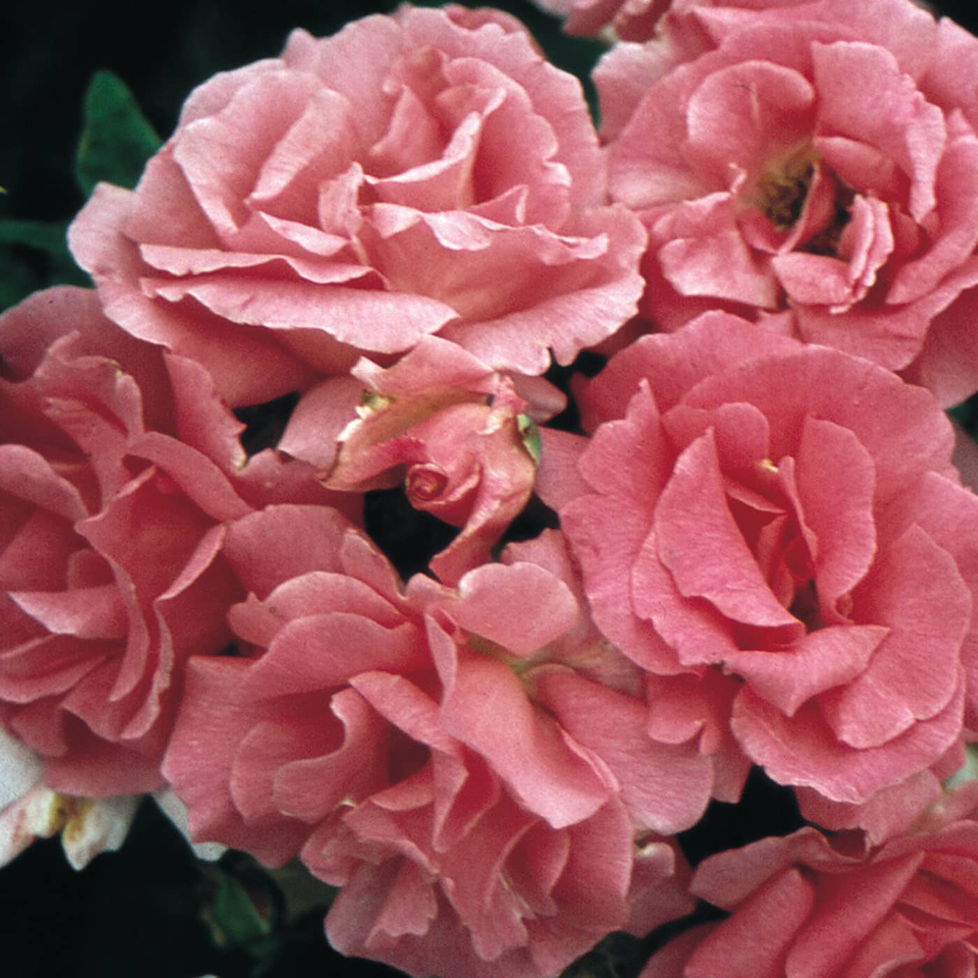 Zephirine Drouhin - Star Roses and Plants – Wildwood Outdoor Living