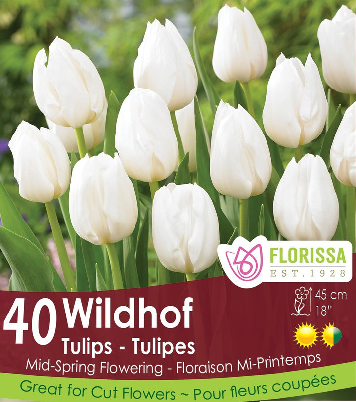 Tulip Bulbs | Best Selection, Top Quality | Canada-Wide Shipping – Wildwood Outdoor Living