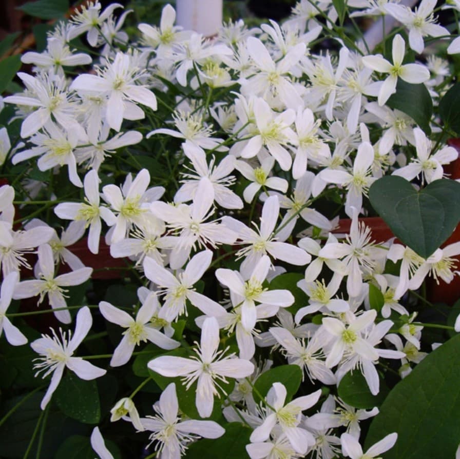 Clematis Paniculata (Terniflora) - Sweet Autumn – Wildwood Outdoor Living