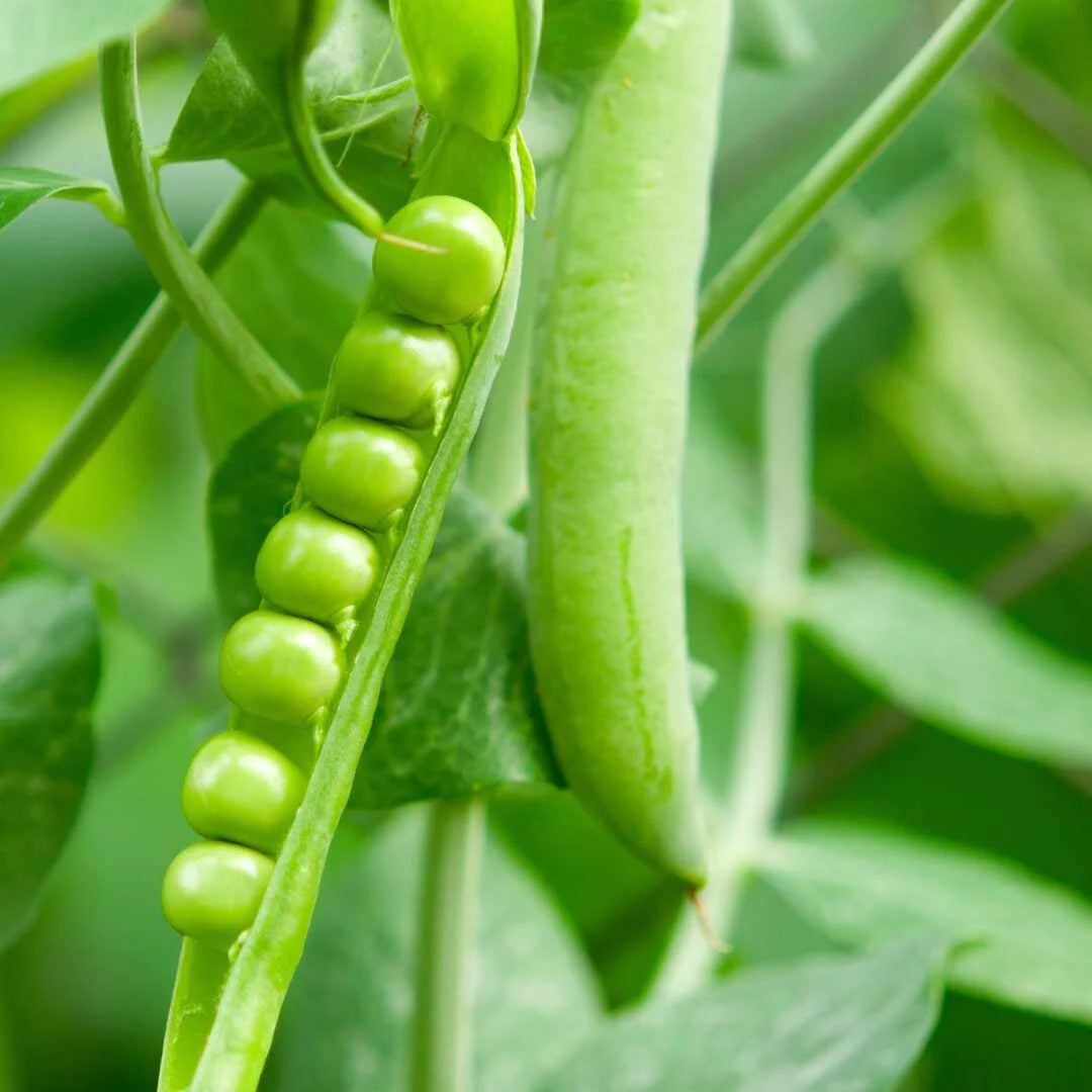 Peas Tall Telephone - Pacific Northwest Seeds – Wildwood Outdoor Living