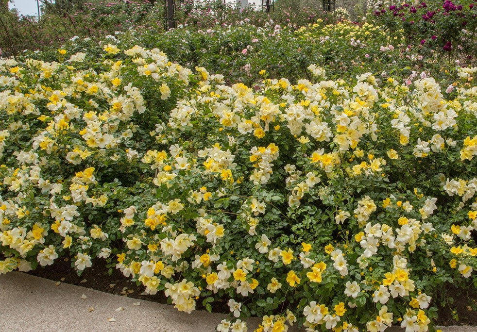 Limoncello - Star Roses and Plants – Wildwood Outdoor Living