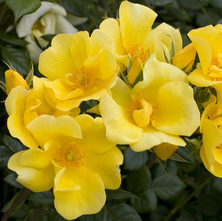 Roses | Over 450 Varieties | Canada-Wide Shipping – Page 2 – Wildwood ...