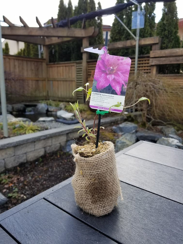 Clematis Vines | Largest Selection in Canada – Wildwood Outdoor Living