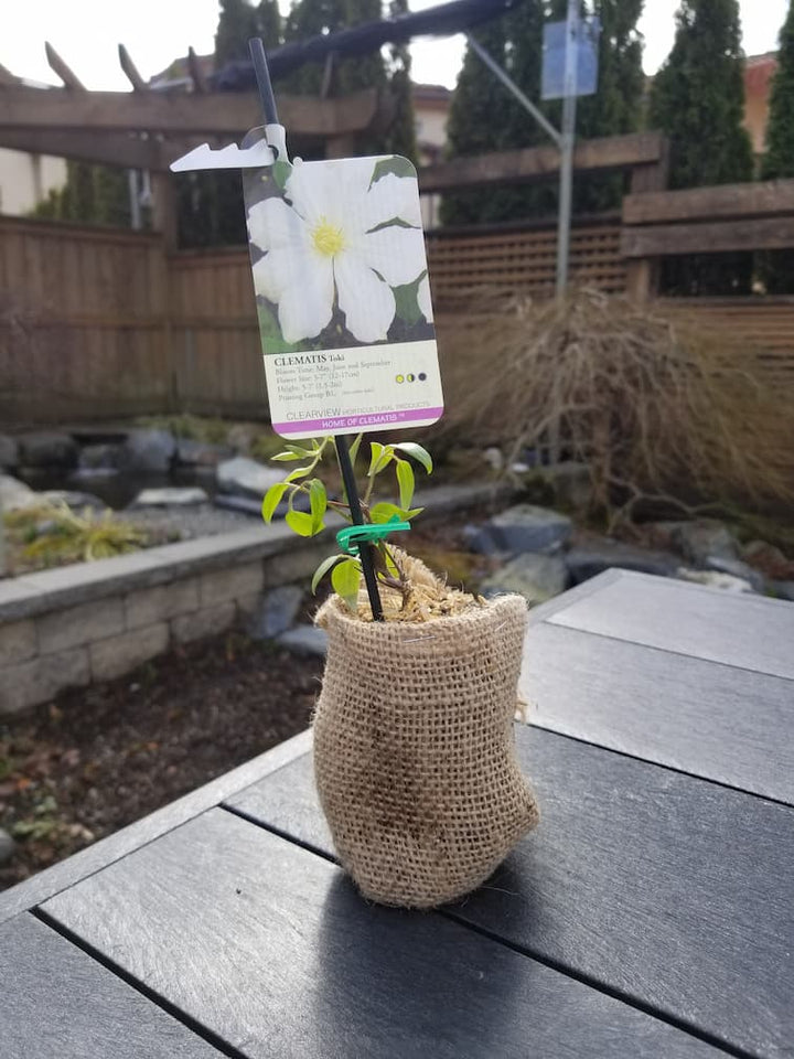 Clematis Vines | Largest Selection in Canada – Wildwood Outdoor Living