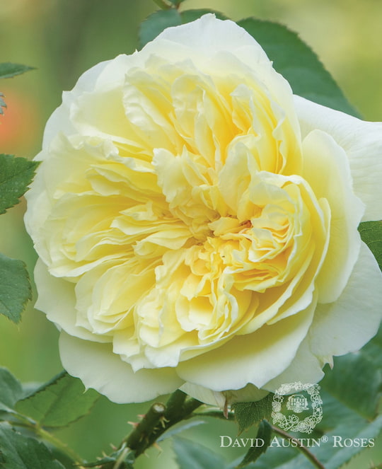 Roses | Over 450 Varieties | Canada-Wide Shipping – Page 6 – Wildwood ...