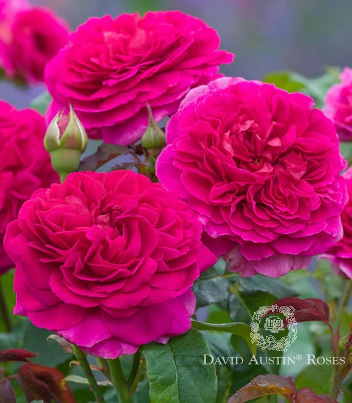Roses | Over 450 Varieties | Canada-Wide Shipping – Page 6 – Wildwood ...