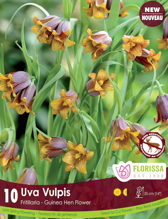 Fritillaria - Uva Vulpis (Fox's Grape Fritillary) | 10 Pack – Wildwood ...